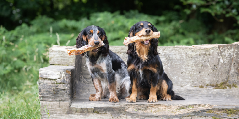 Why Choose Air Dried Dog Chews? – Benyfit Natural