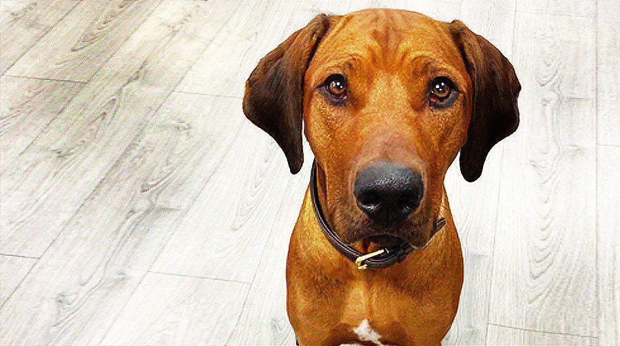 A Good Doggy Blog by Woody | It's a Benyfit Natural Dog’s Life